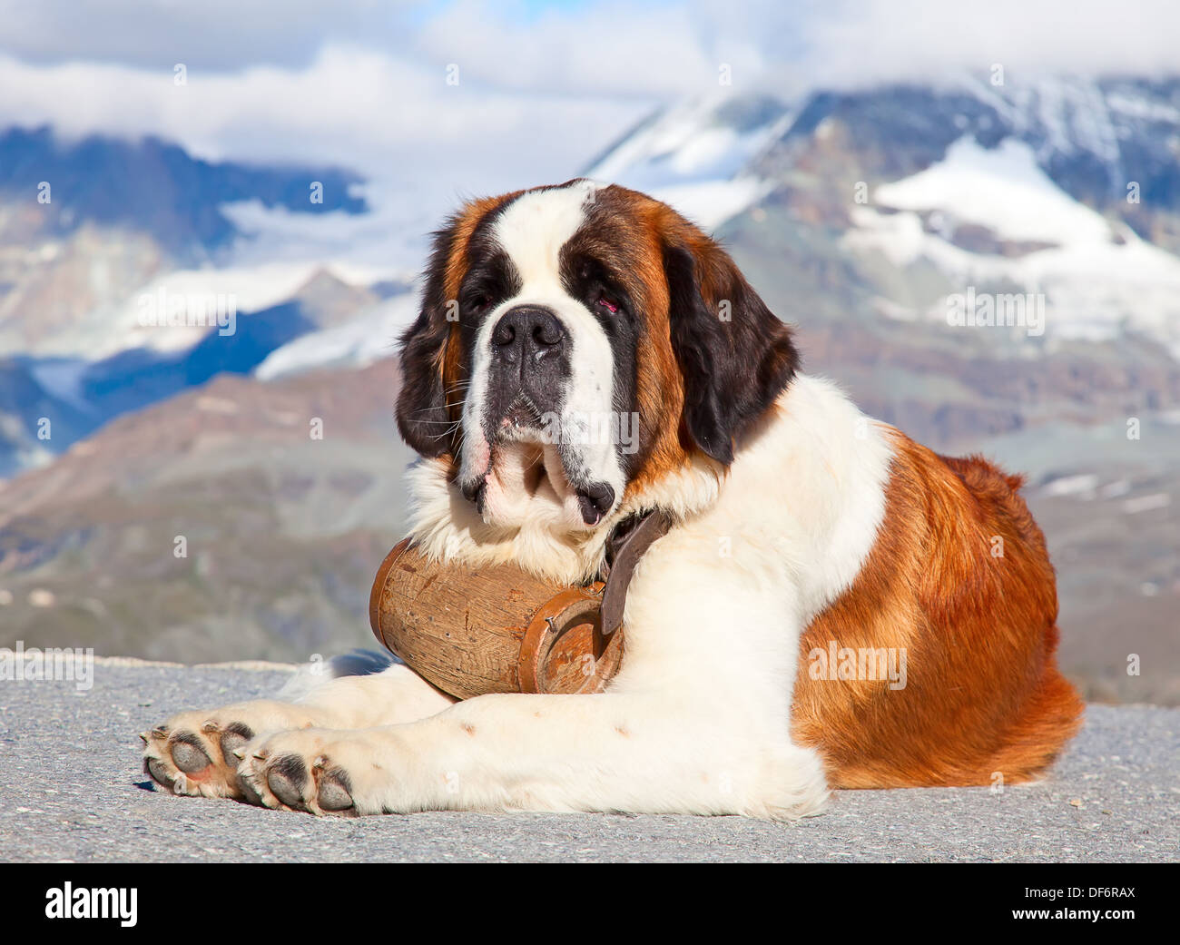 Saint bernard dog barrel Banque de photographies et d’images à haute ...