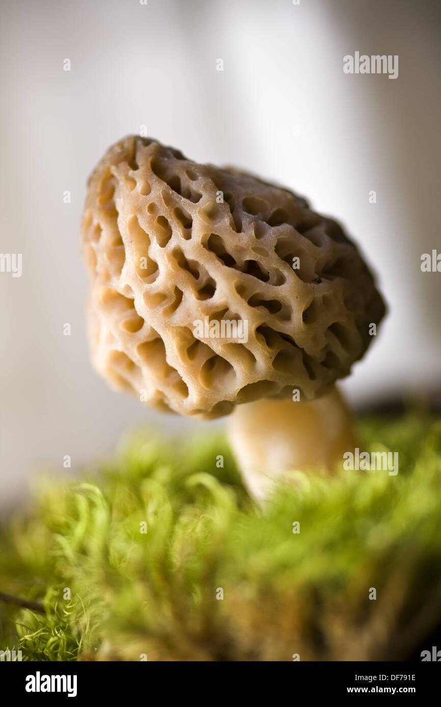 Morchella rotunda Banque de photographies et d’images à haute ...