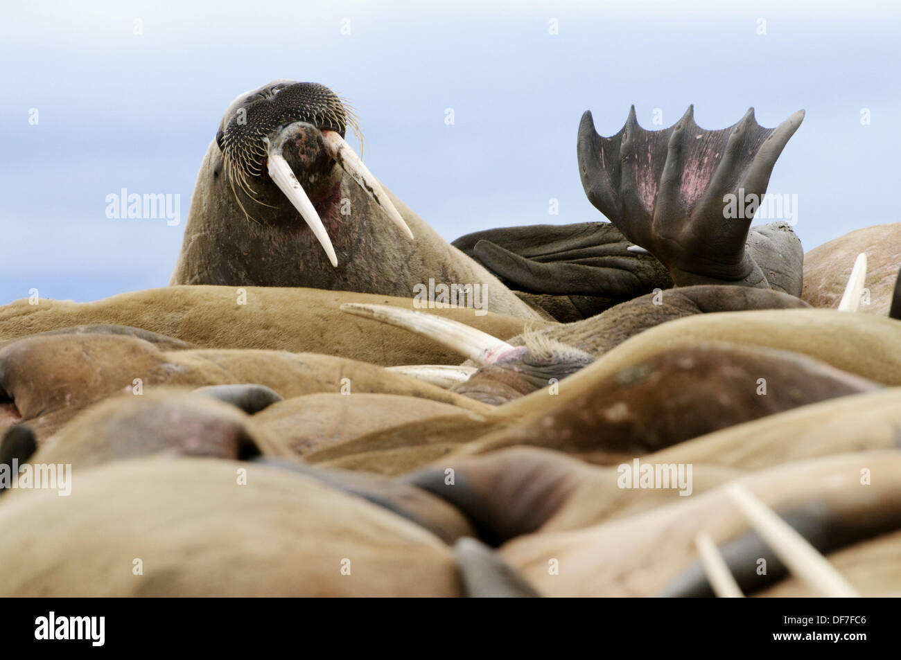 Anatomie du morse Banque de photographies et d’images à haute ...