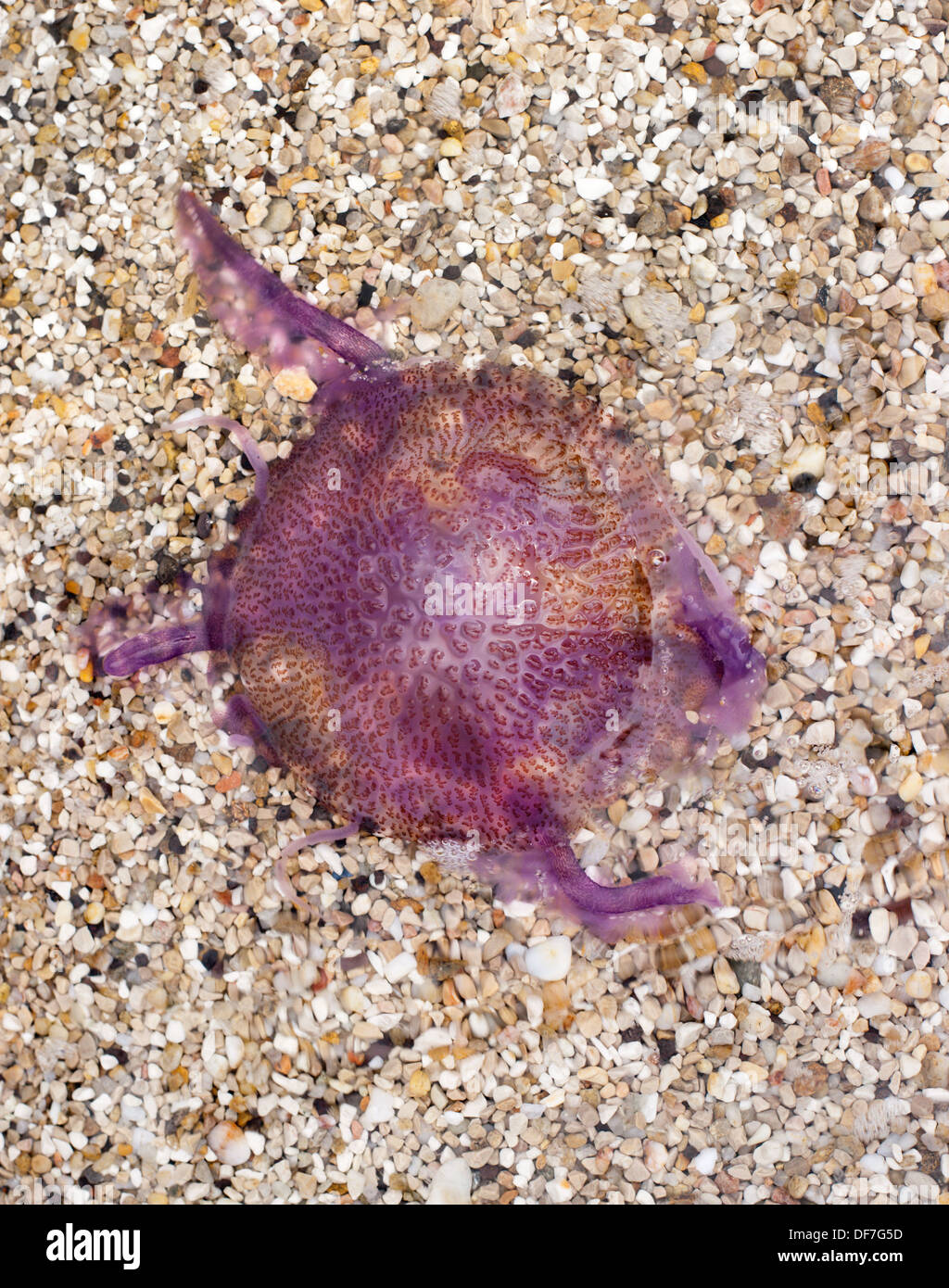 Jellyfish on the beach Banque de photographies et d’images à haute ...