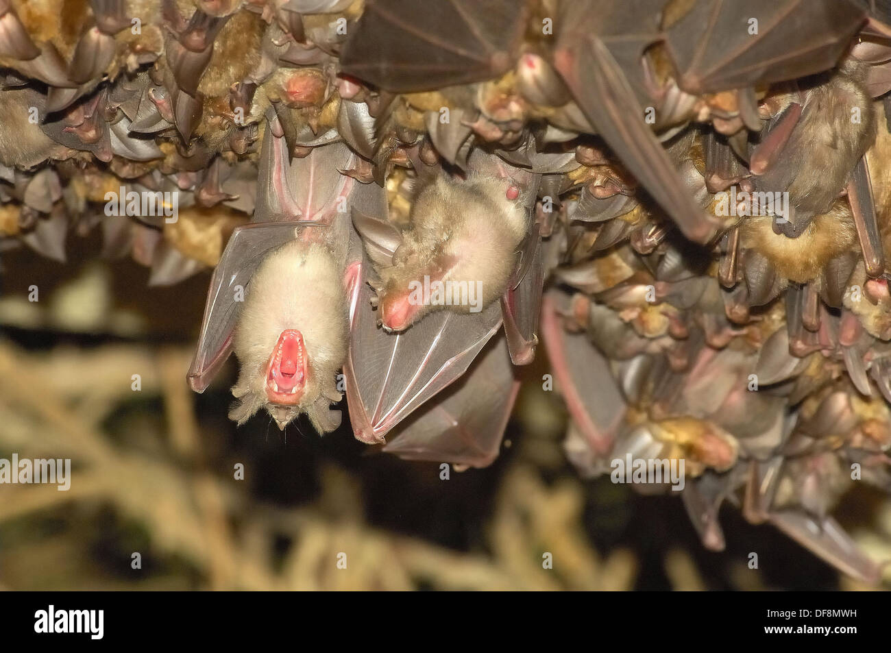 Rhinolophus sp Banque de photographies et d’images à haute résolution ...