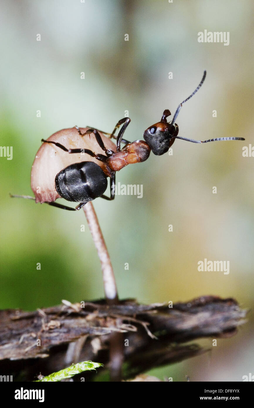 Formica Rubra Banque d'image et photos - Alamy