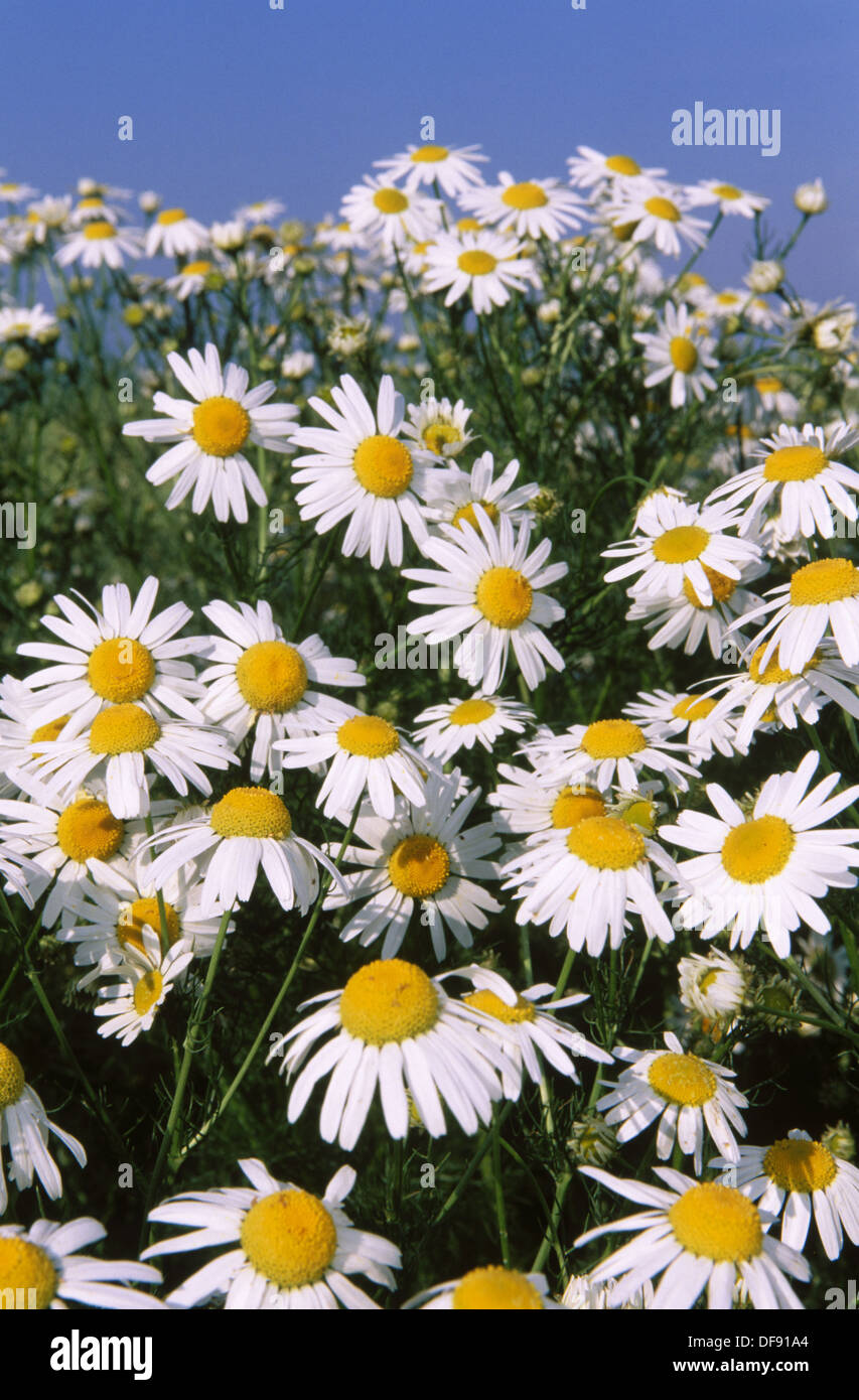 Camomile matricaria chamomilla Banque de photographies et d’images à ...