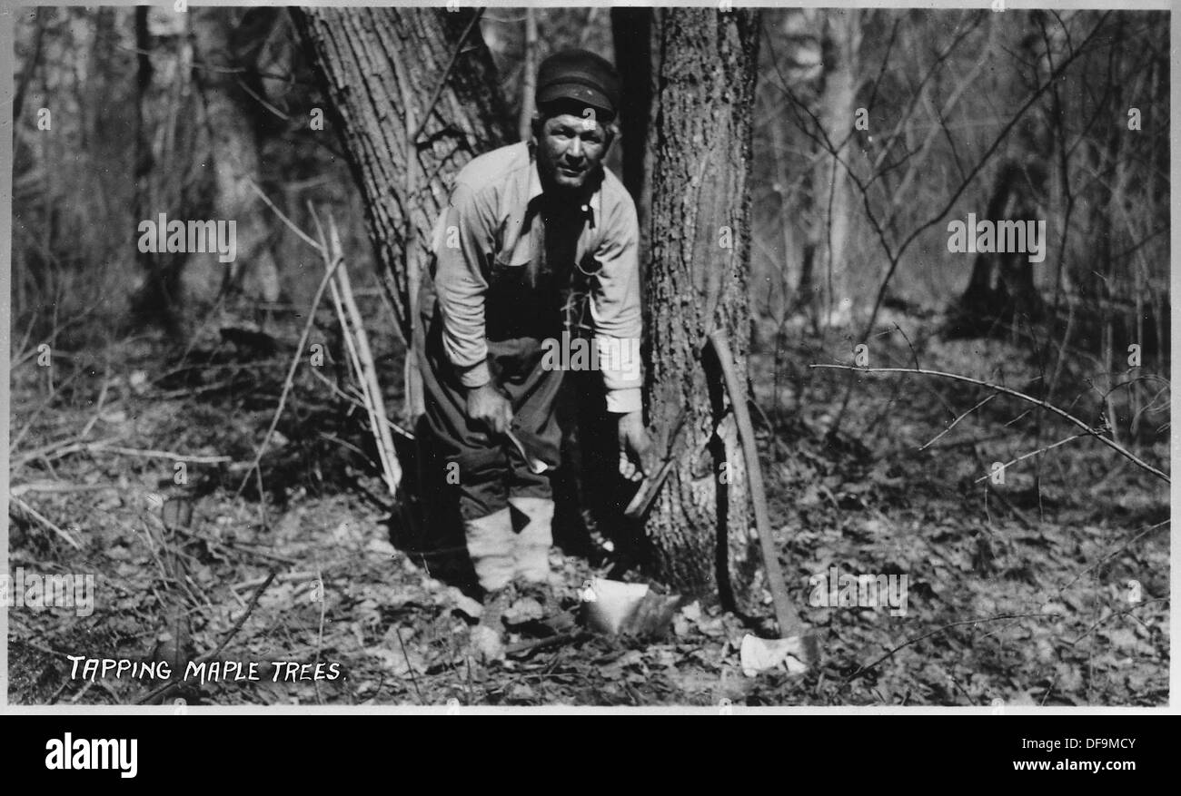 La photographie représente le processus de fabrication du sucre, montrant l'équipement et les ...