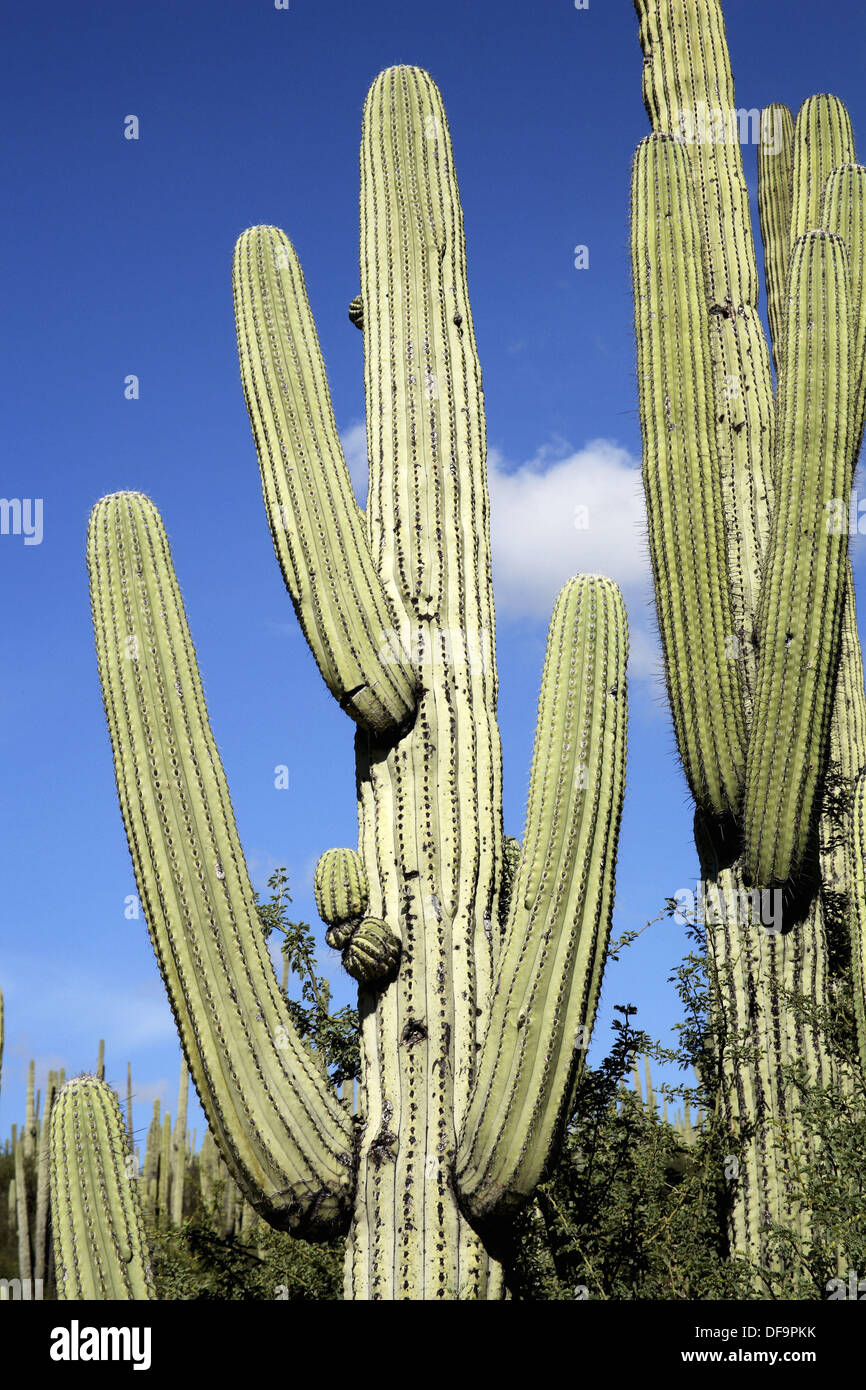Cactus puebla Banque de photographies et d’images à haute résolution ...