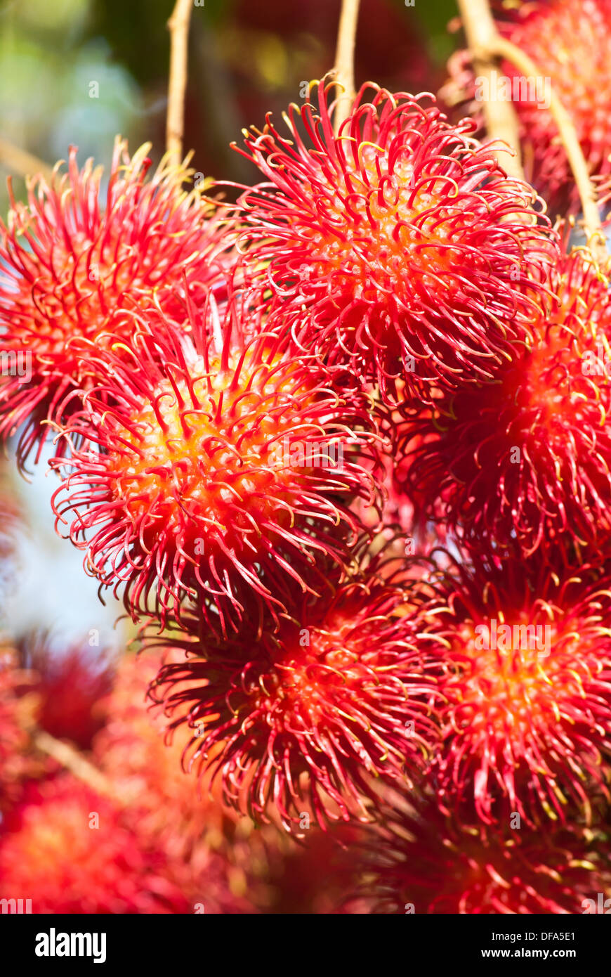 Ramboutan fruit Banque de photographies et d’images à haute résolution ...