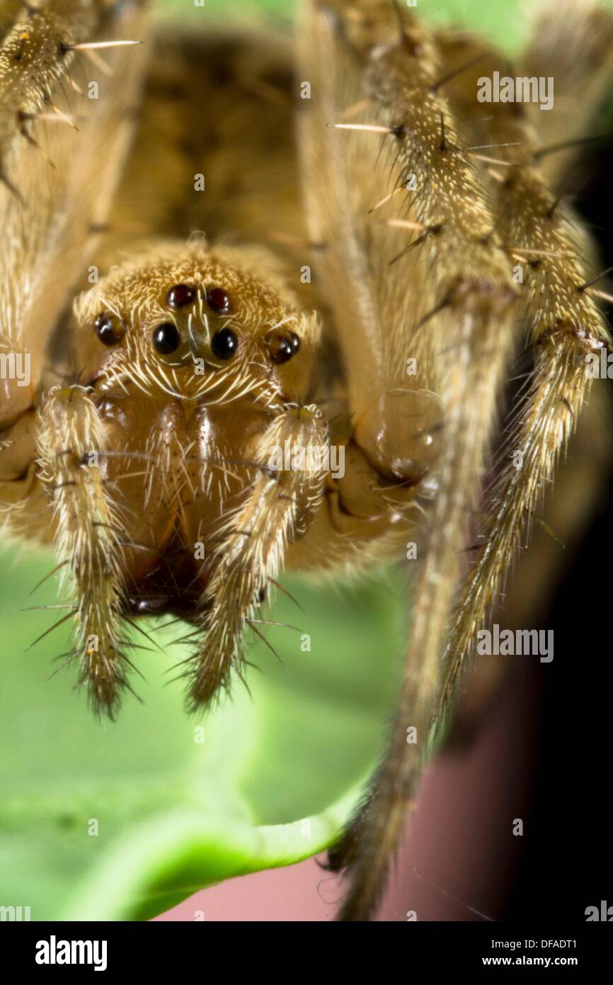 Portia spider Banque d'image et photos - Alamy