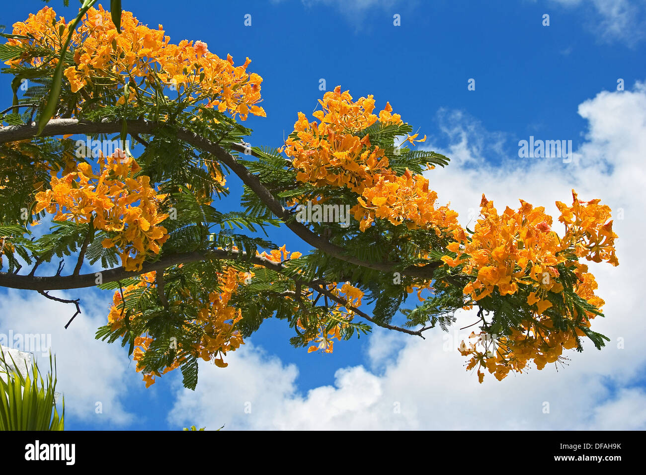 Delonix regia, flamboyant Royal Poinciana Flamme Arbre Arbre Arbre ...