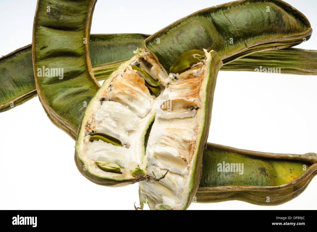 Pacae fruit inga brachyptera fruit Banque de photographies et d’images ...