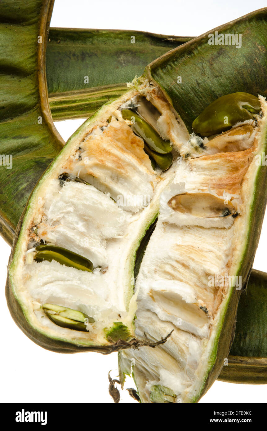 Pacae fruit inga brachyptera fruit Banque de photographies et d’images ...