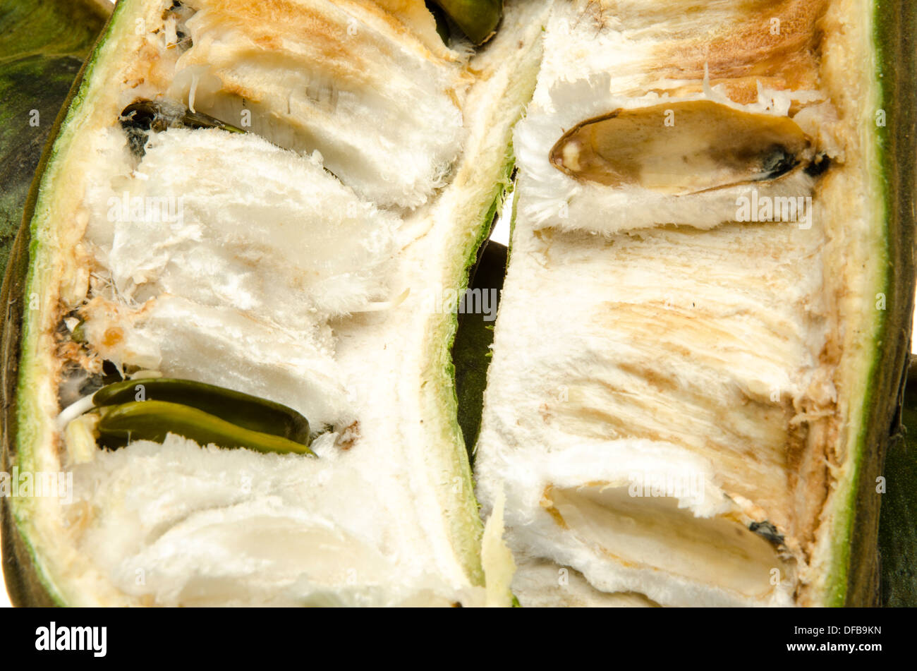 Pacae fruit inga brachyptera fruit Banque de photographies et d’images ...