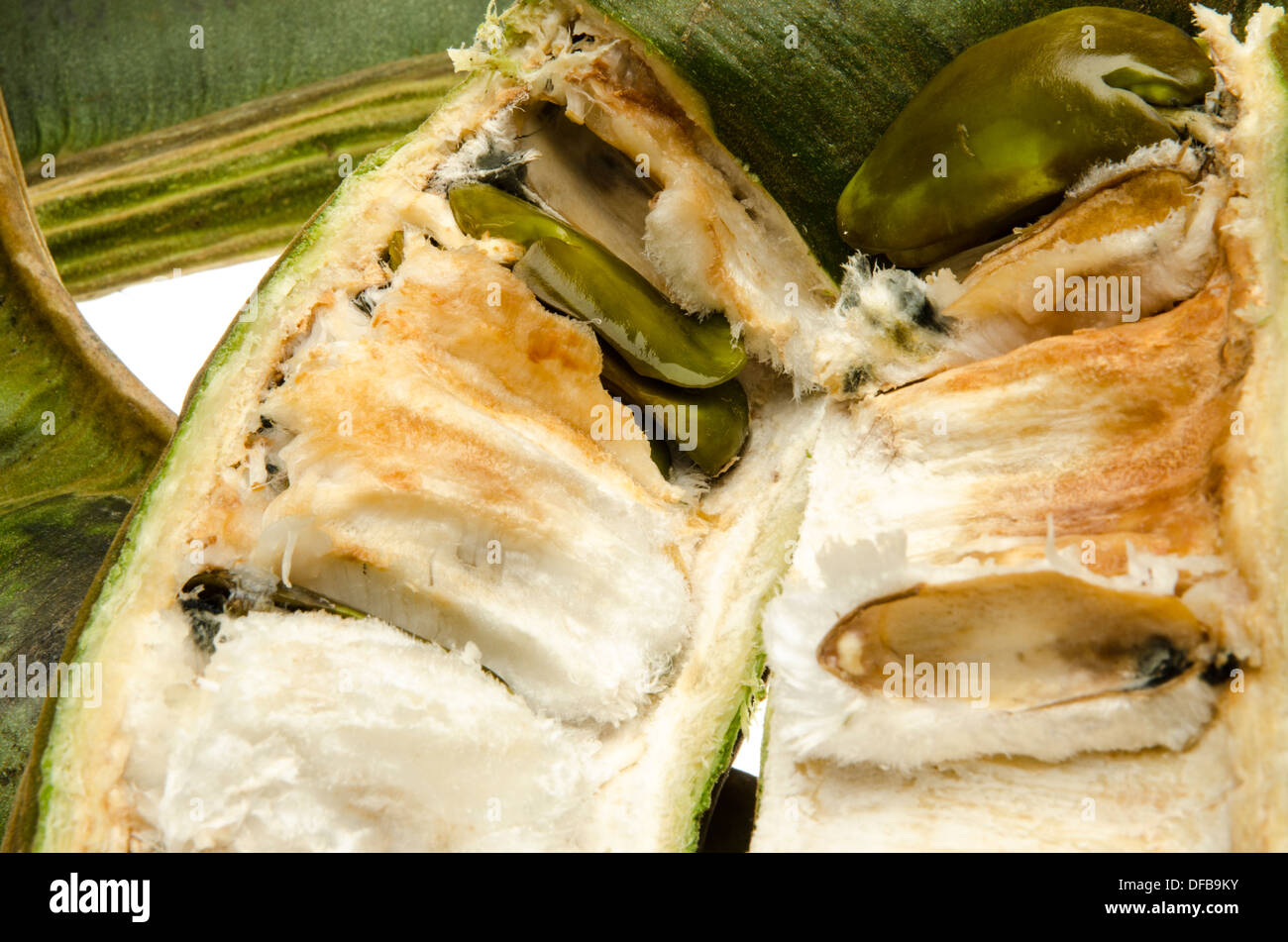 Pacae fruit inga brachyptera fruit Banque de photographies et d’images ...