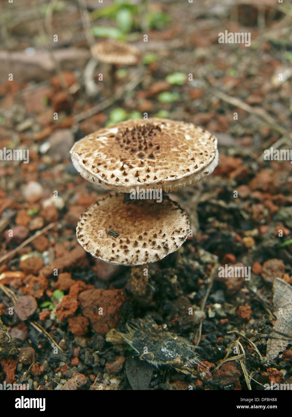 Verrue plane Banque de photographies et d’images à haute résolution - Alamy