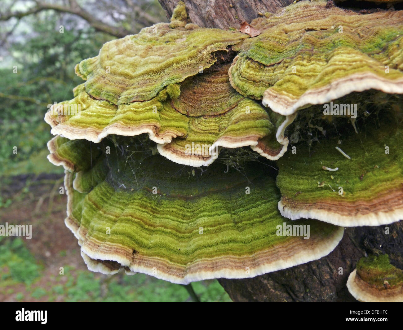 Embranchement champignons Banque de photographies et d’images à haute ...