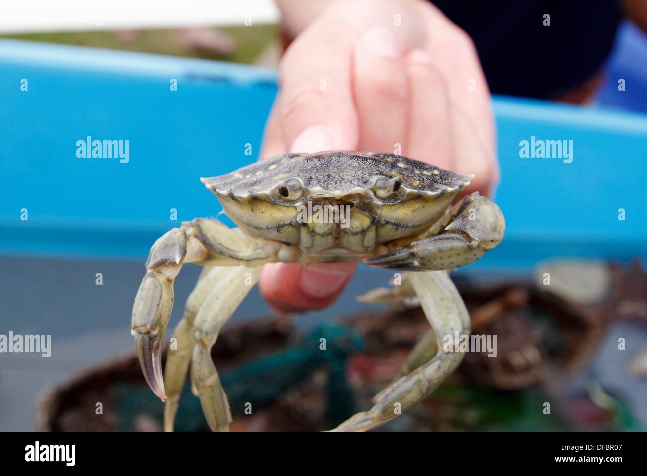 Crabe commun du littoral Banque de photographies et d’images à haute ...