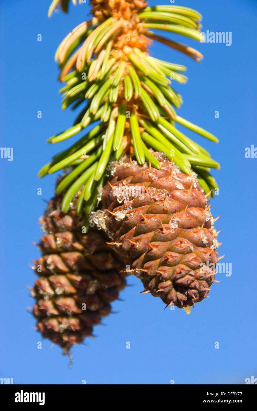Bristlecone pine national scenic byway Banque de photographies et d ...