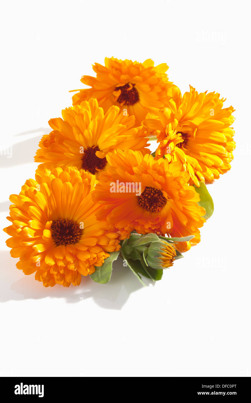 Fond blanc de calendula Banque de photographies et d’images à haute ...