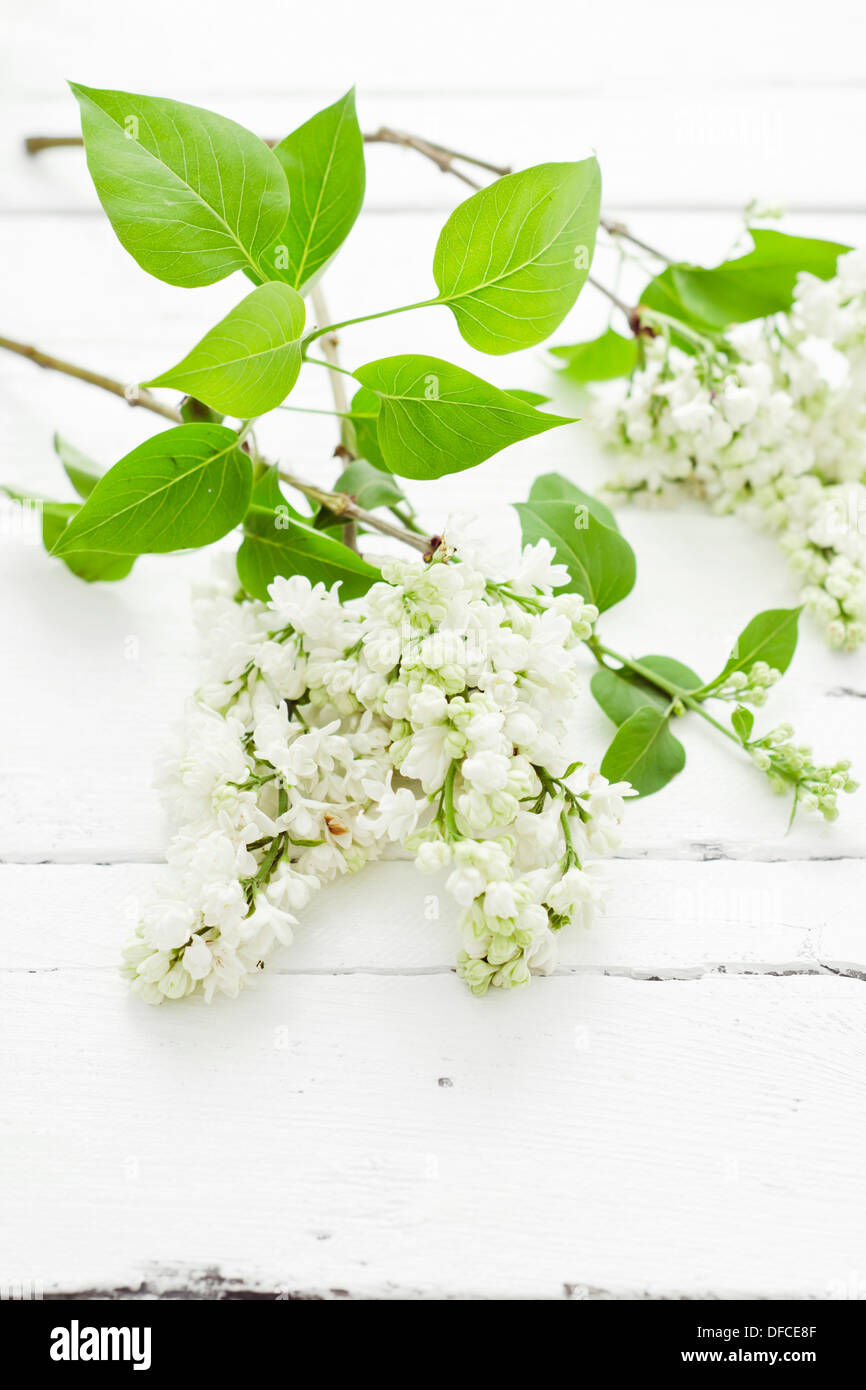 Lilas blanc Banque de photographies et d’images à haute résolution - Alamy