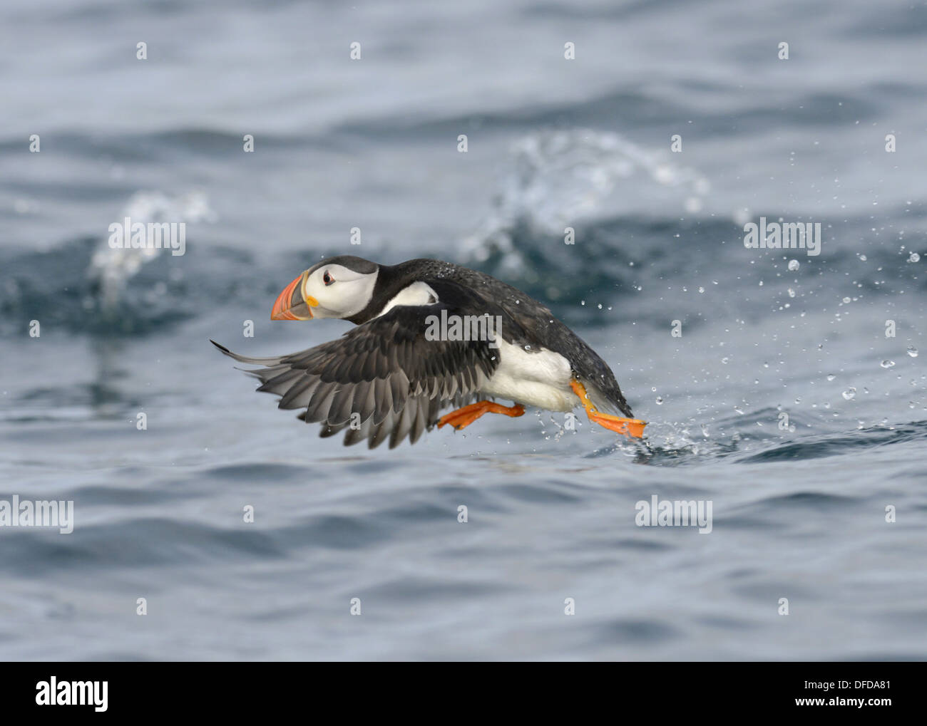Alimentation des macareux Banque de photographies et d’images à haute ...