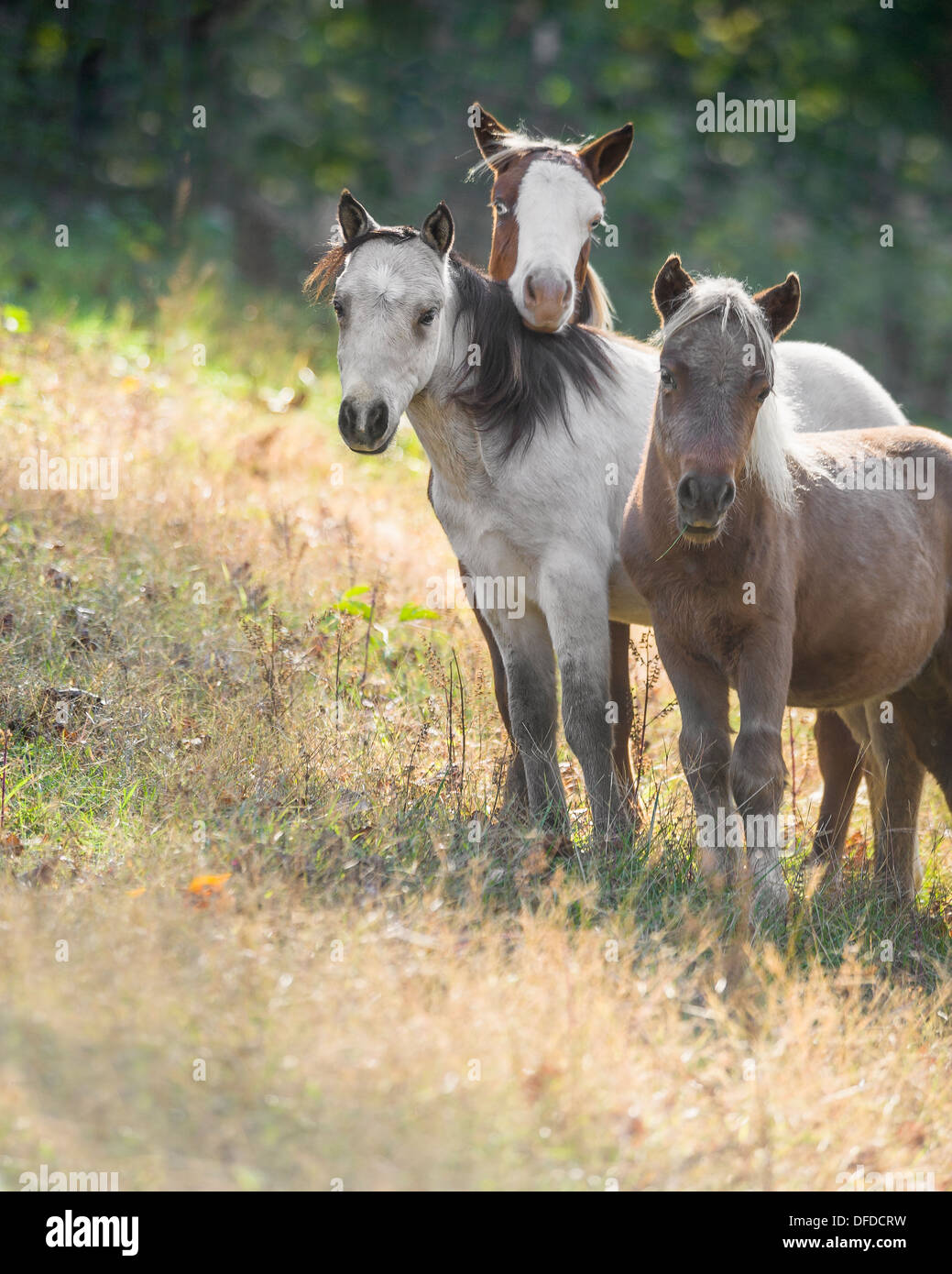Cheval miniature Banque de photographies et d’images à haute résolution ...