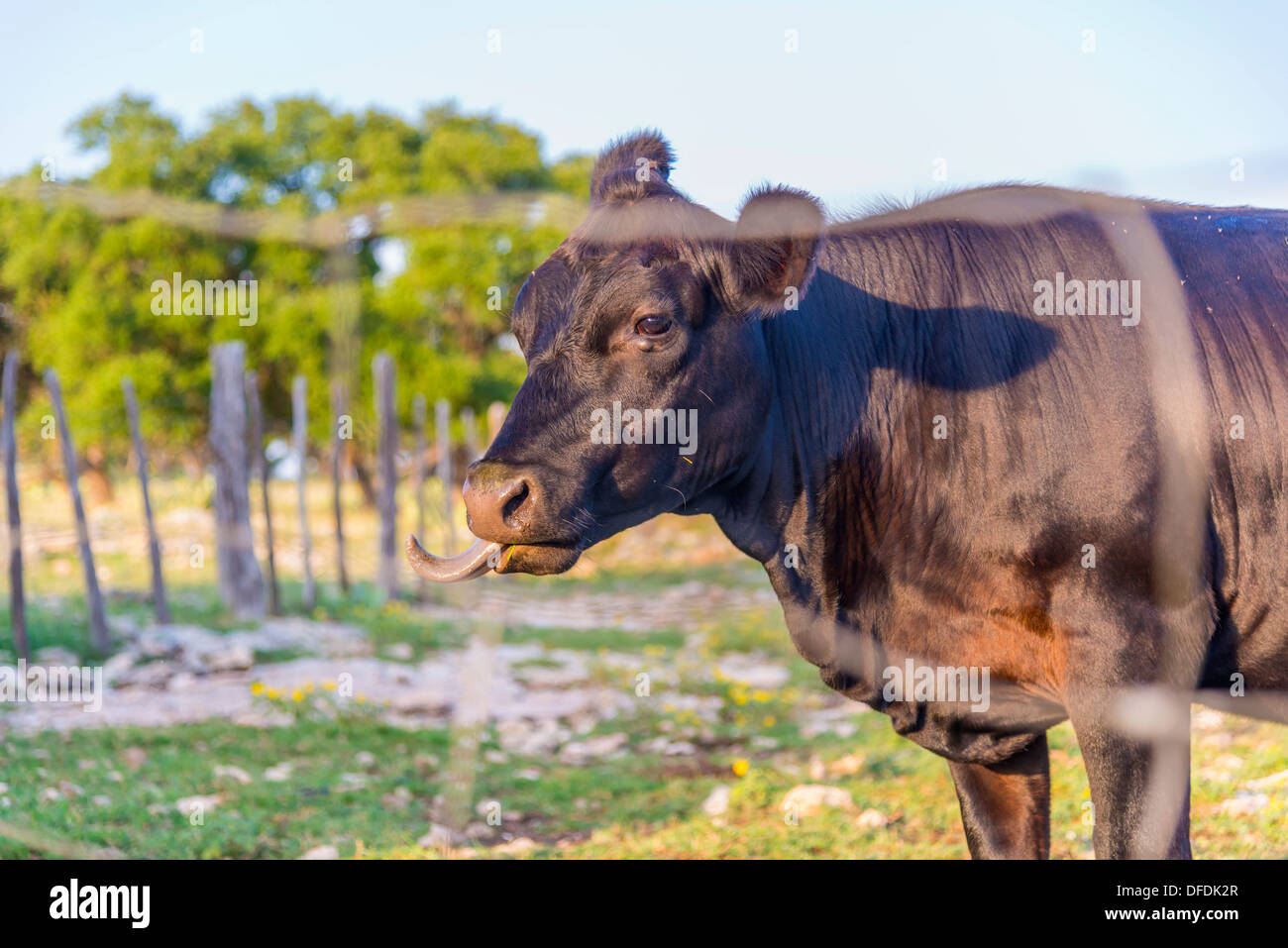 Vache texas Banque de photographies et d’images à haute résolution - Alamy