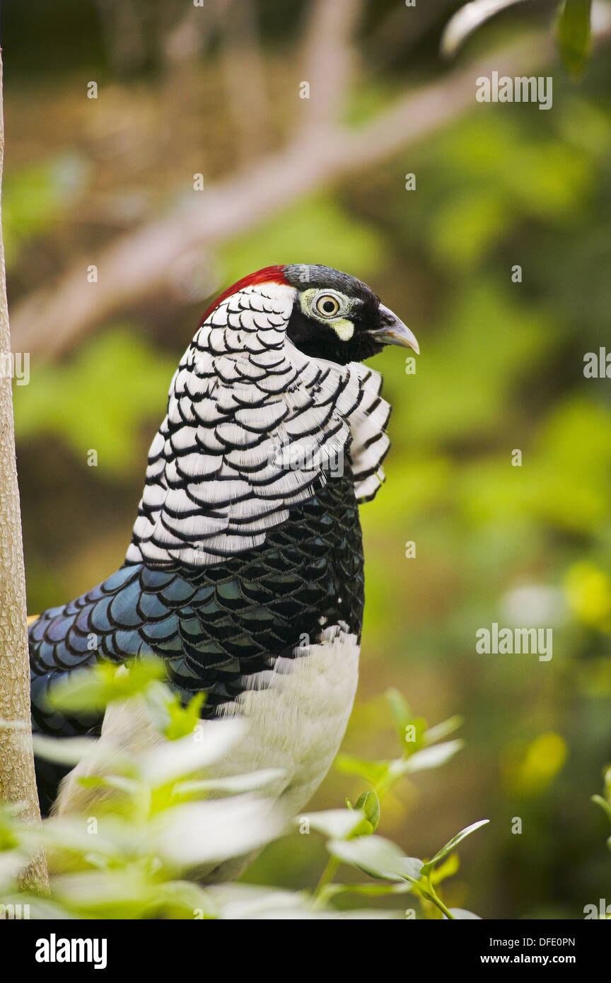 Faisan de lady amherst Banque de photographies et d’images à haute ...
