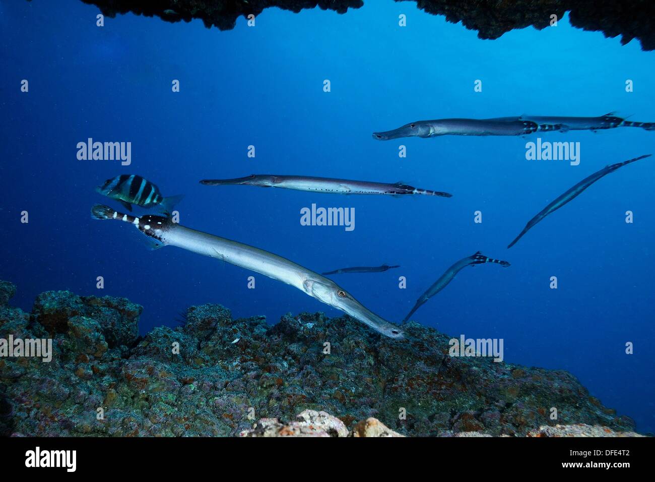 Trumpet fish Banque de photographies et d’images à haute résolution - Alamy