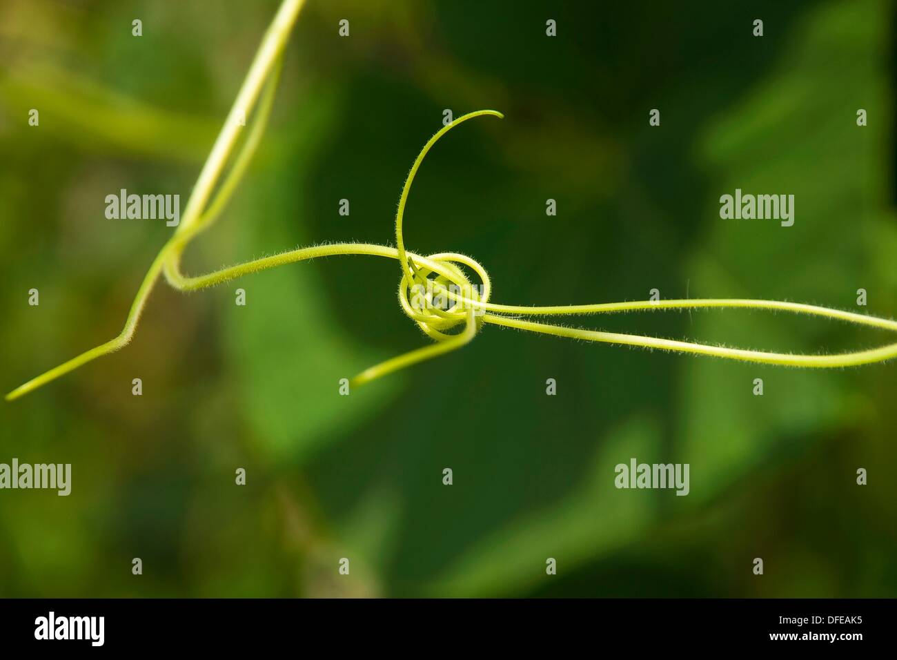 Vrille de potiron Banque de photographies et d’images à haute ...