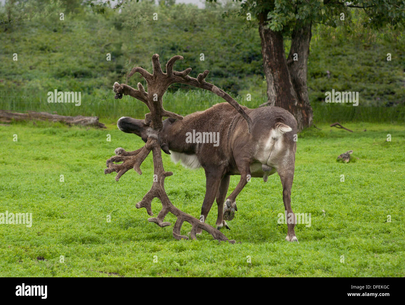 Les animaux à l'Alaska Wildlife Conservation Center. À l'aide de son ...