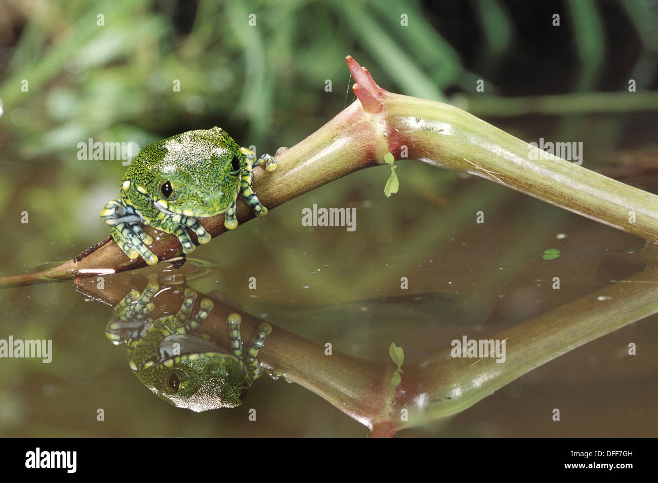 Grenouille aux grands yeux Banque de photographies et d’images à haute ...
