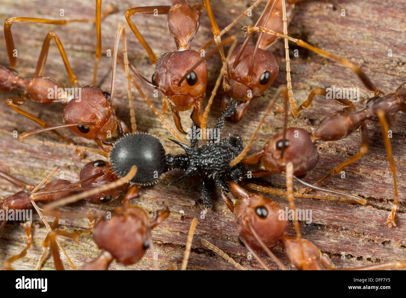 Ants attack Banque de photographies et d’images à haute résolution - Alamy
