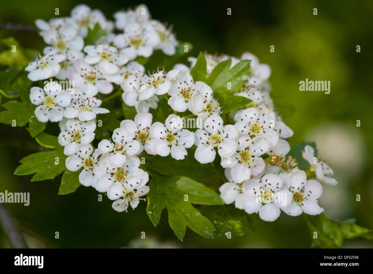 Crataegus monogyna Banque de photographies et d’images à haute ...
