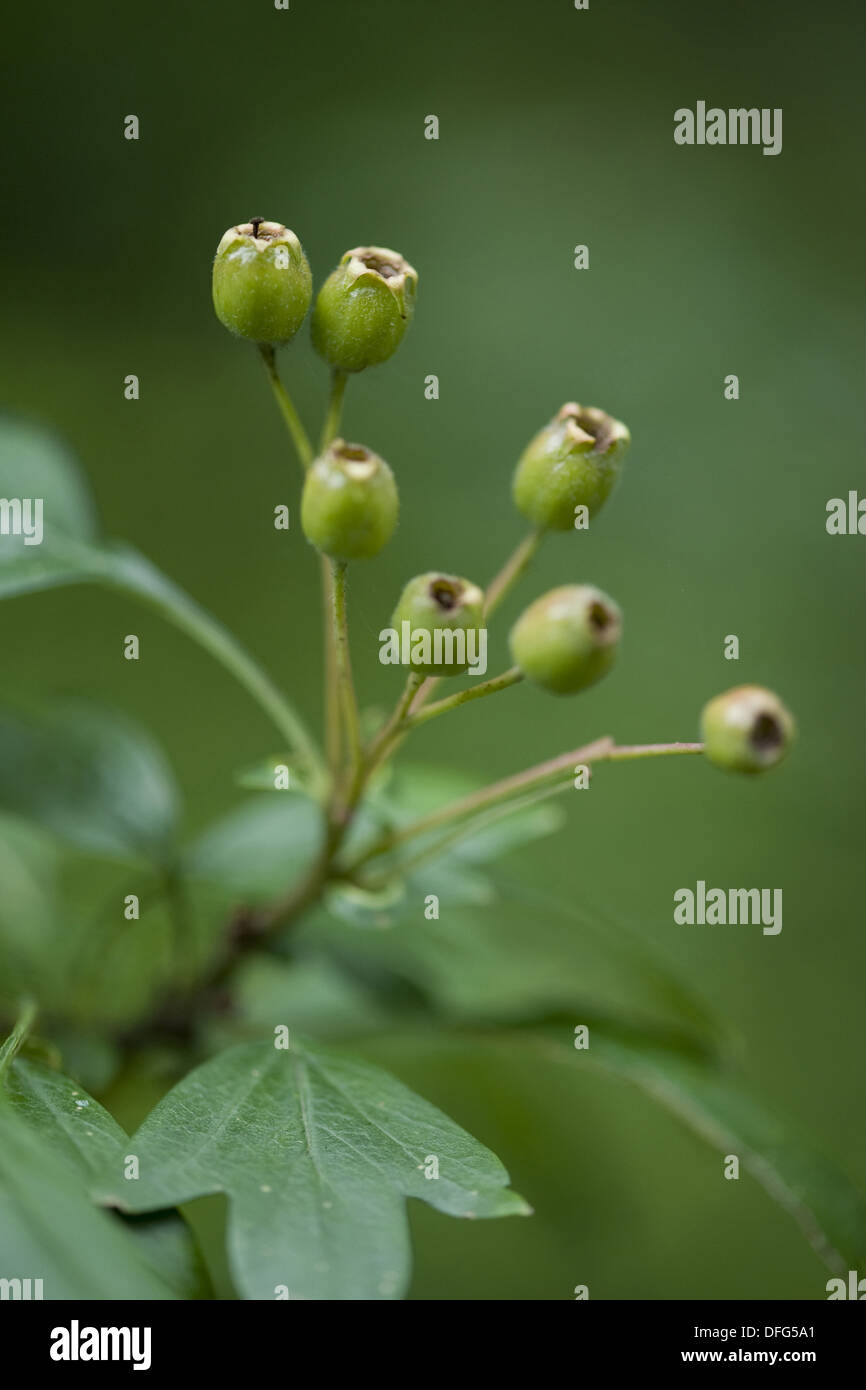 Feuille de crataegus monogyna Banque de photographies et d’images à ...