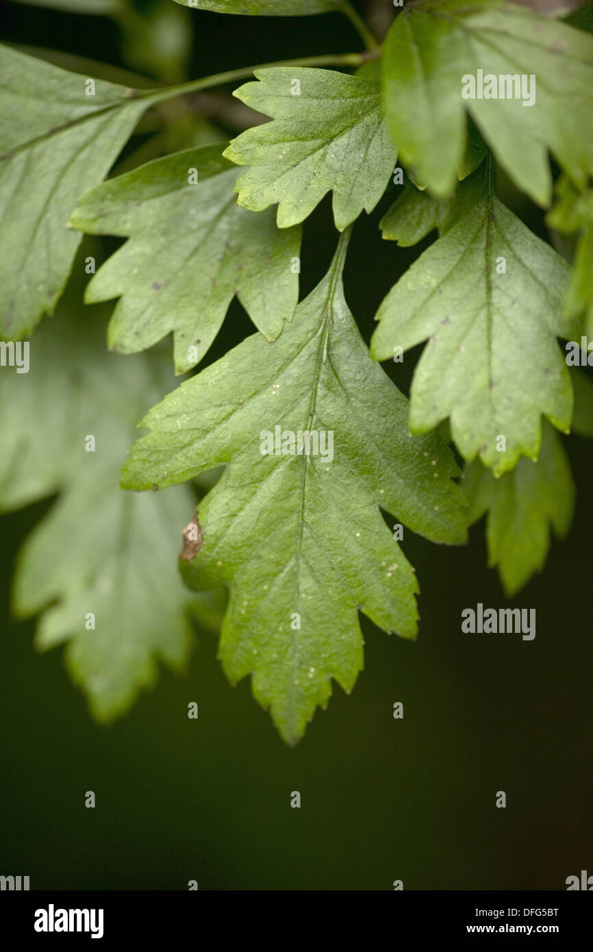 Crataegus x media Banque de photographies et d’images à haute ...