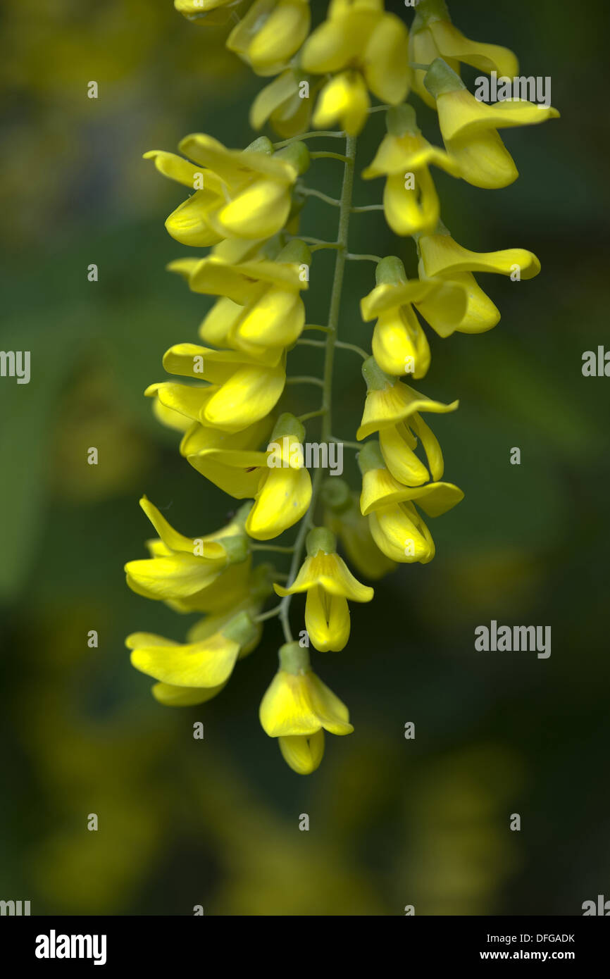 Laburnum cytisus laburnum Banque de photographies et d’images à haute ...