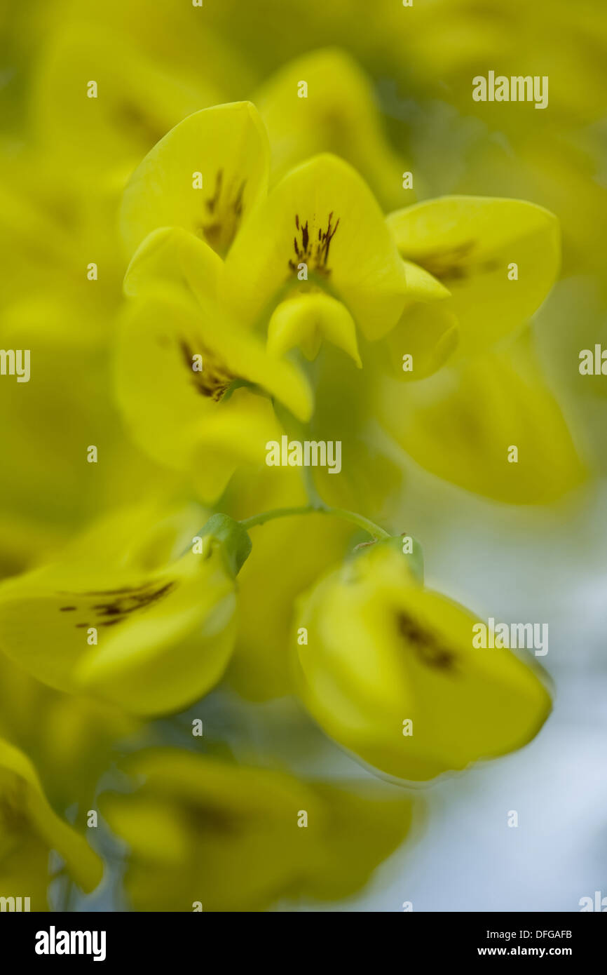 Laburnum cytisus laburnum Banque de photographies et d’images à haute ...