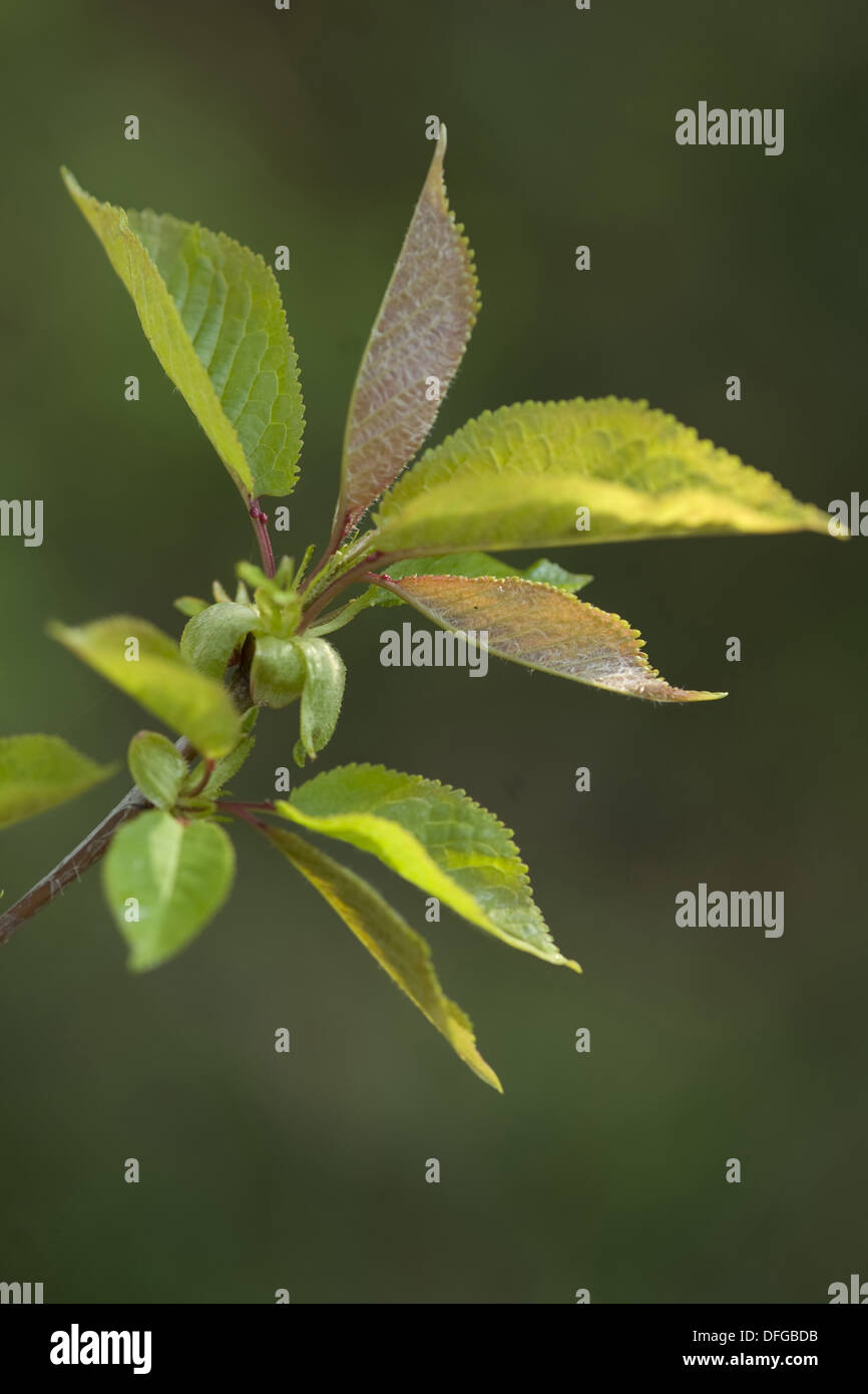 Feuille de cerisier des oiseaux Banque de photographies et d’images à ...