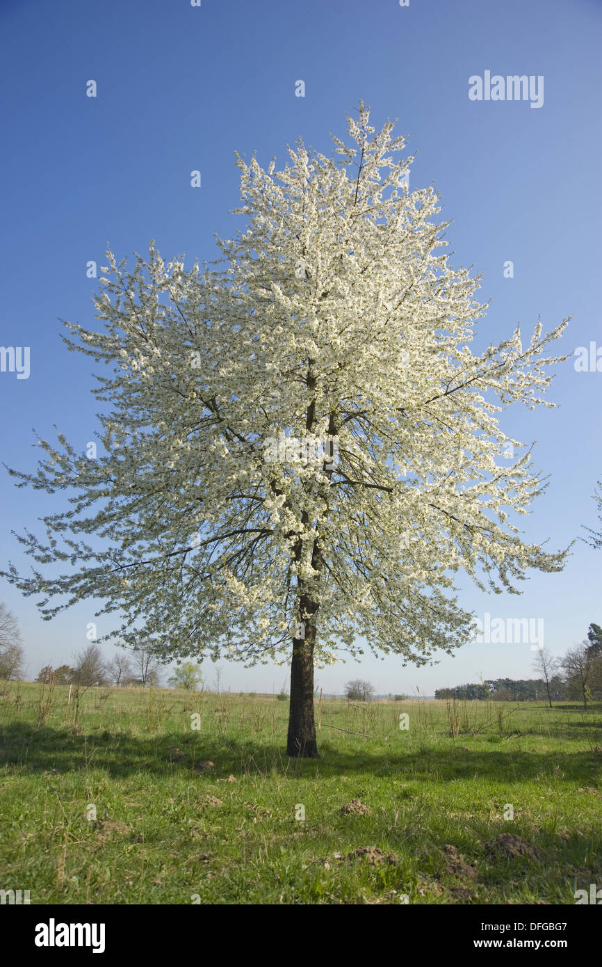 Arbre à fleurs blanches Banque de photographies et d’images à haute ...