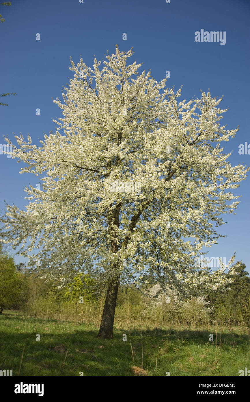 Arbre à fleurs blanches Banque de photographies et d’images à haute ...