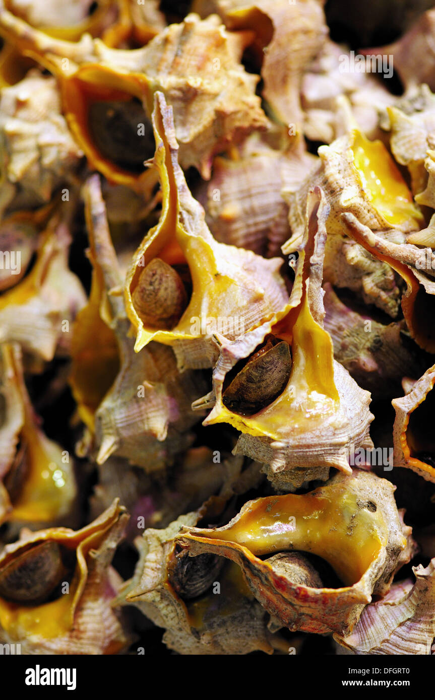 Murex Sp Banque d'image et photos - Alamy