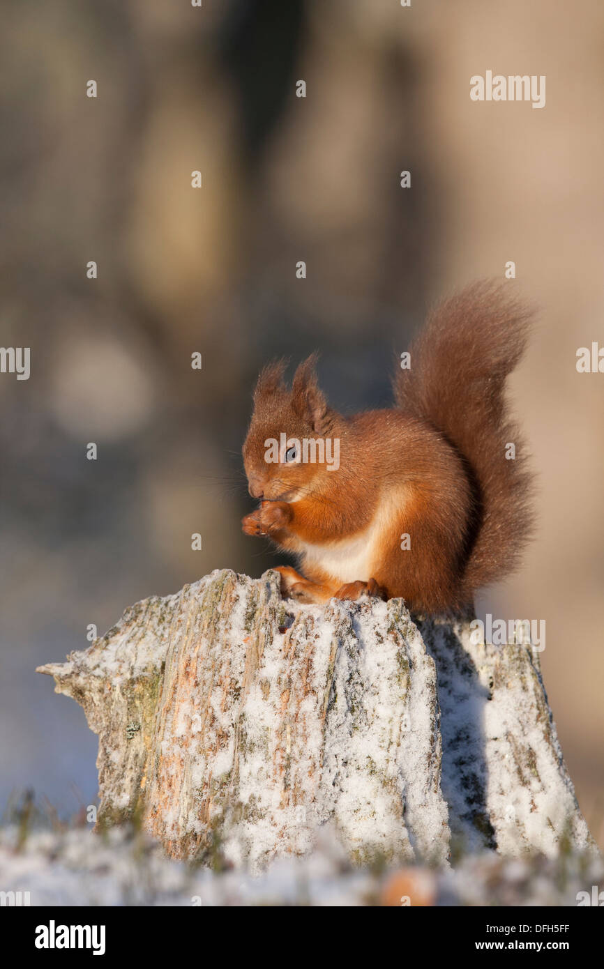 L'écureuil roux (Sciurus vulgaris) se nourrir dans la forêt de pins ...