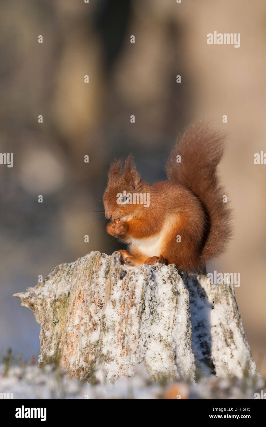 L'écureuil roux (Sciurus vulgaris) se nourrir dans la forêt de pins ...