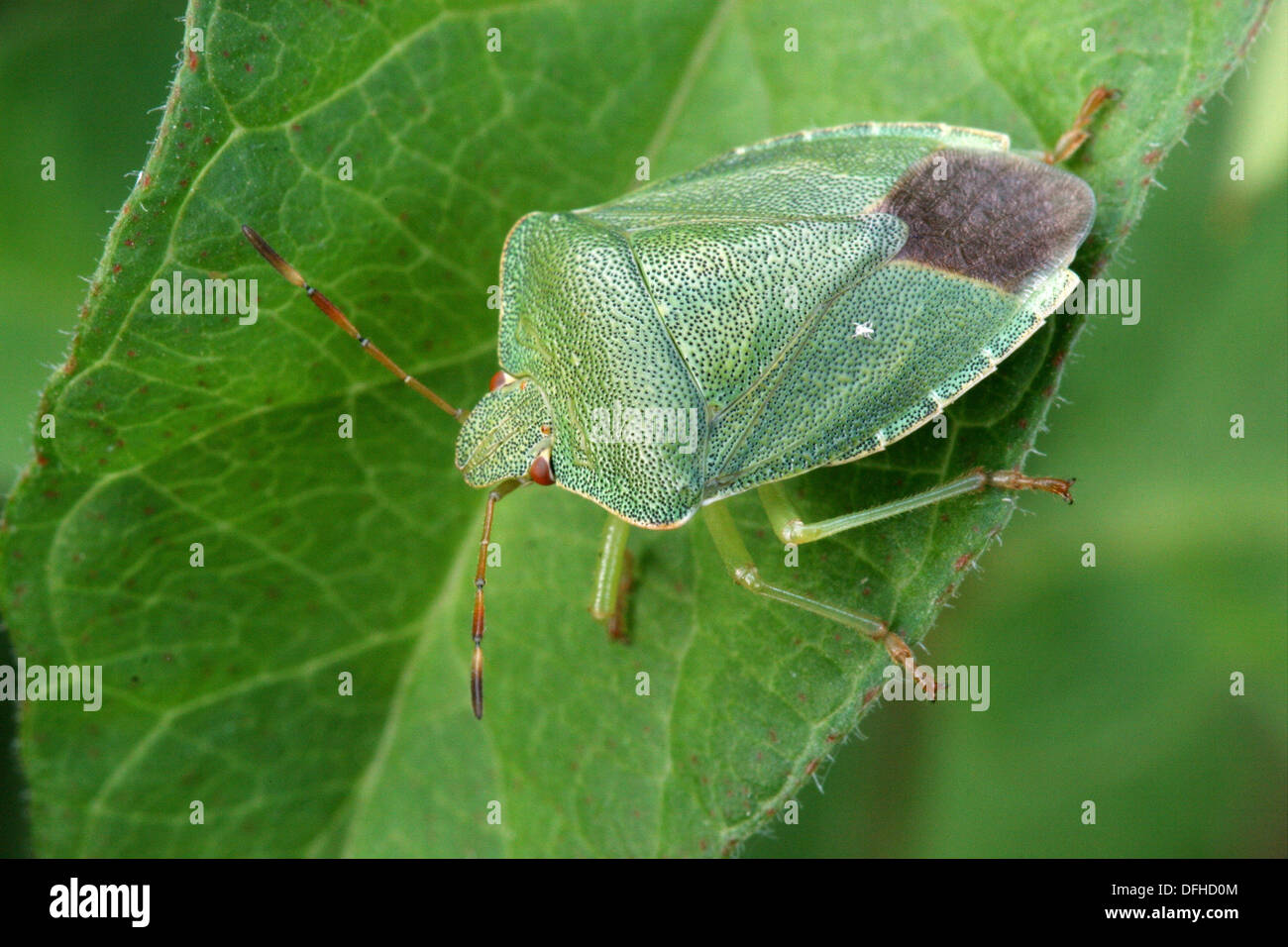Palomena viridissima Banque de photographies et d’images à haute ...
