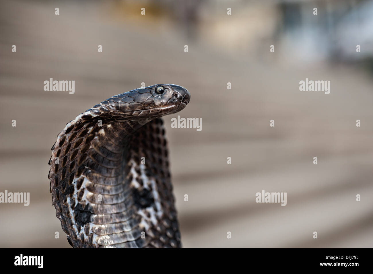 Cobra indien naja naja Banque de photographies et d’images à haute ...