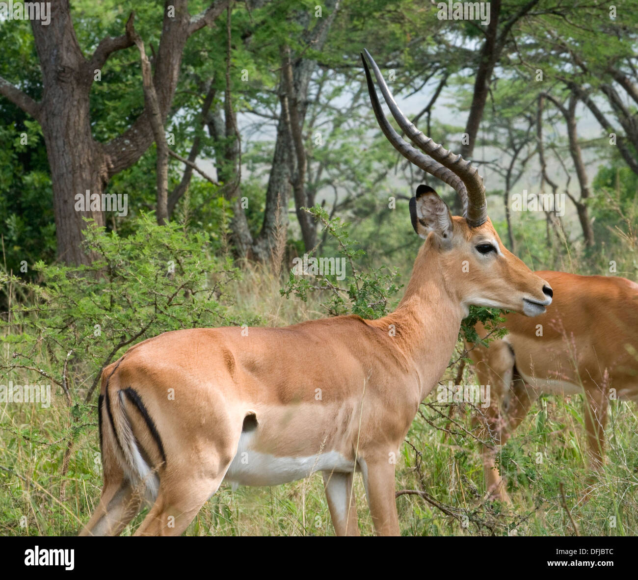 Gazelle stotting Banque de photographies et d’images à haute résolution ...