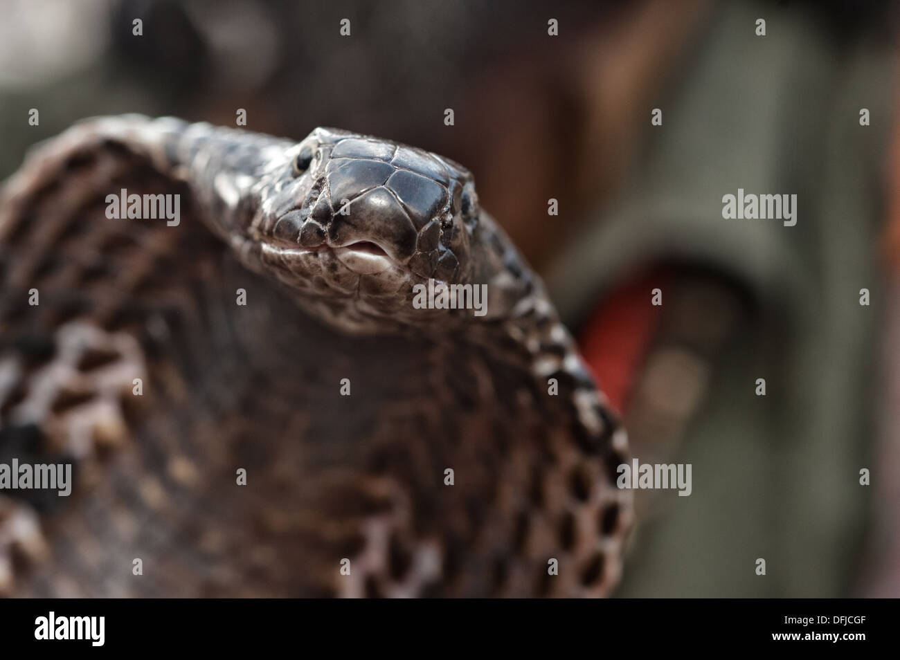 Cobra indien naja naja Banque de photographies et d’images à haute ...