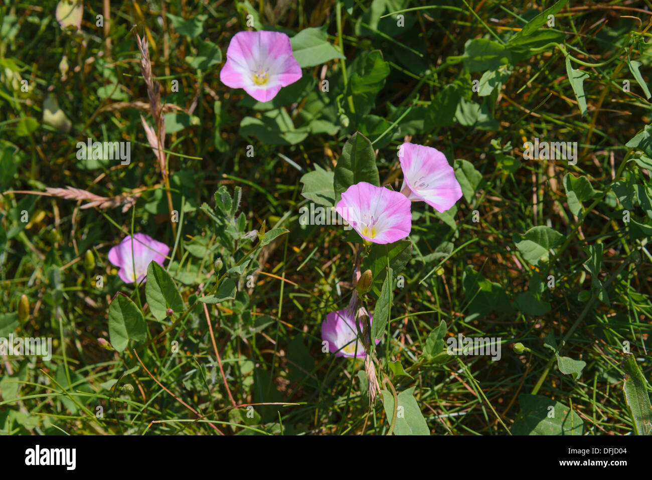Liseron des champs Banque de photographies et d’images à haute ...