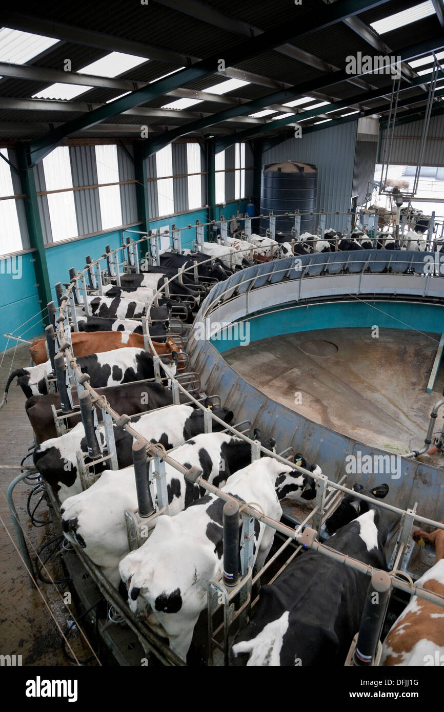 Salle de traite du lait Banque de photographies et d’images à haute ...