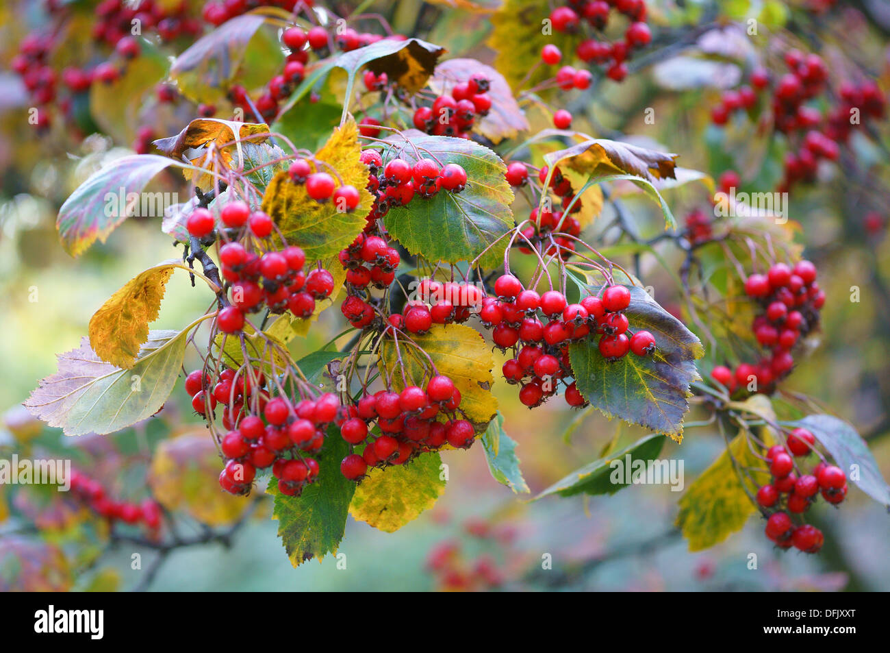 Crataegus sanguinea baies rouges Banque de photographies et d’images à ...