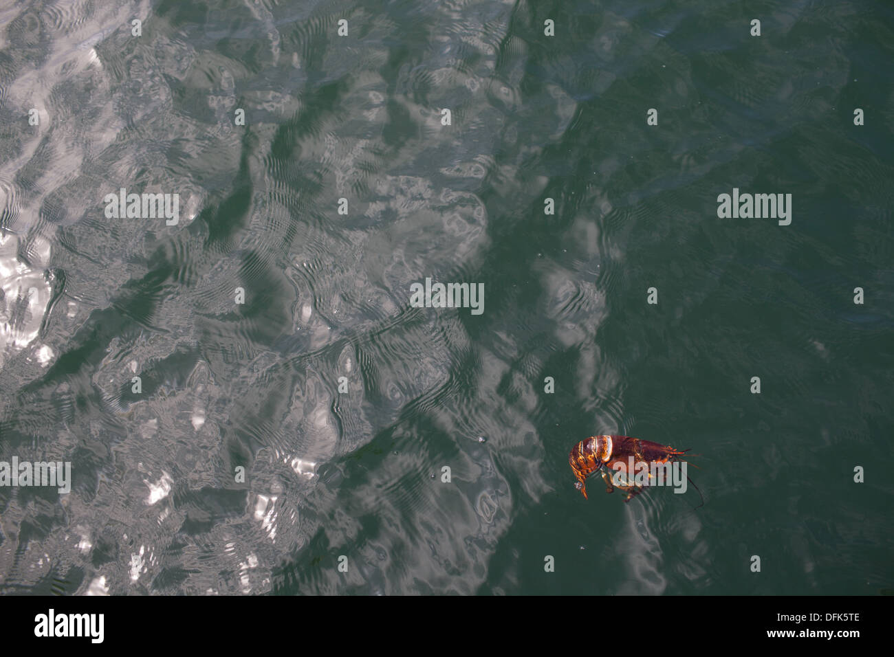 Homard mort Banque de photographies et d’images à haute résolution - Alamy